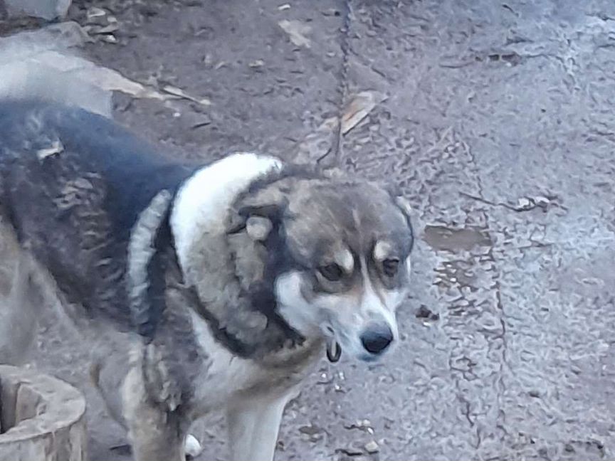 Собака
