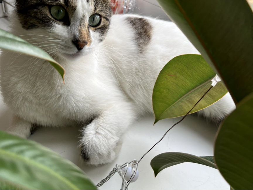 Кот в добрые руки