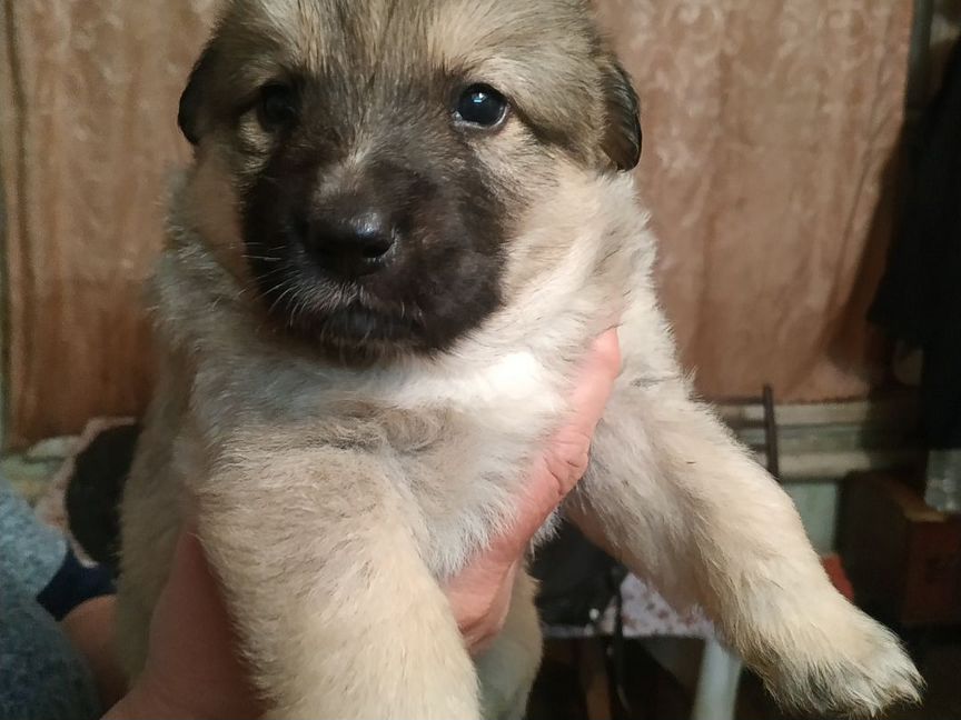 1 месячные щенки в добрые руки бесплатно