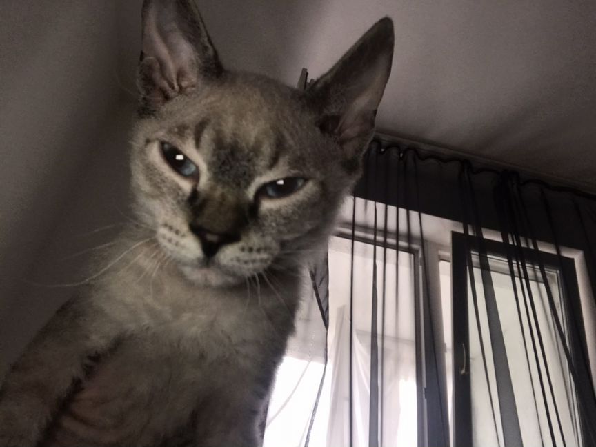 Кошка Кот Бесплатно Порода