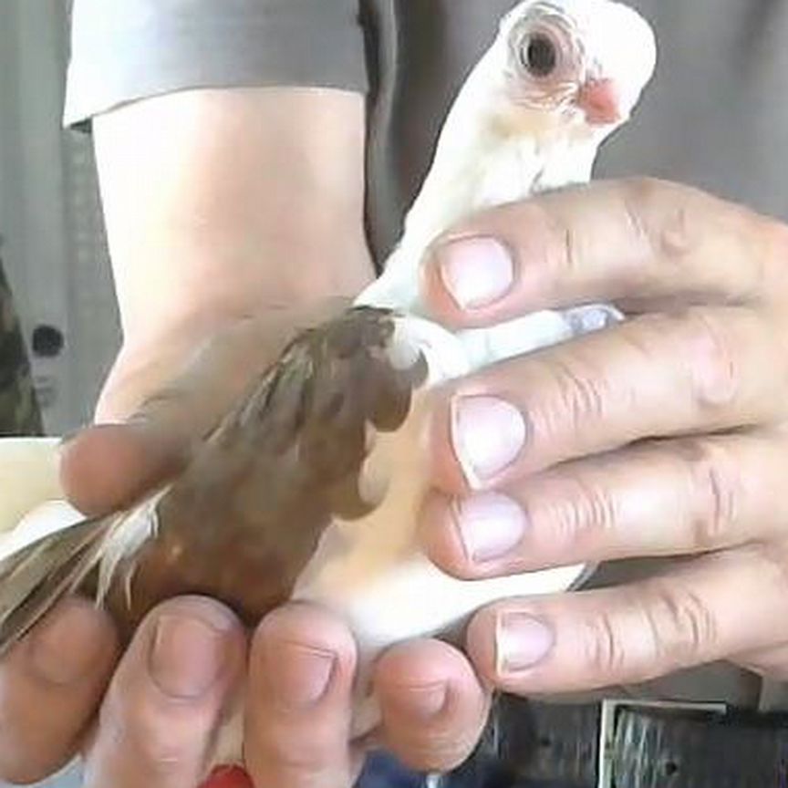 Продаются мичуринские чайки (голуби)