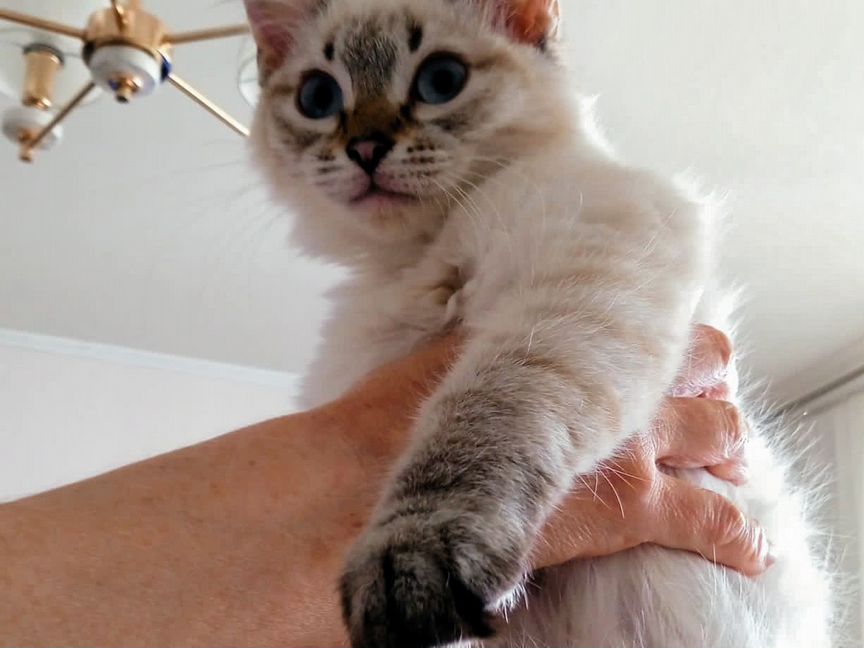 Котенок в самые лучшие ручки