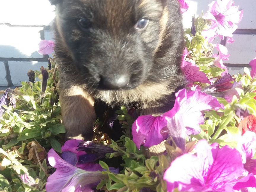 Щенок от немецкой овчарки