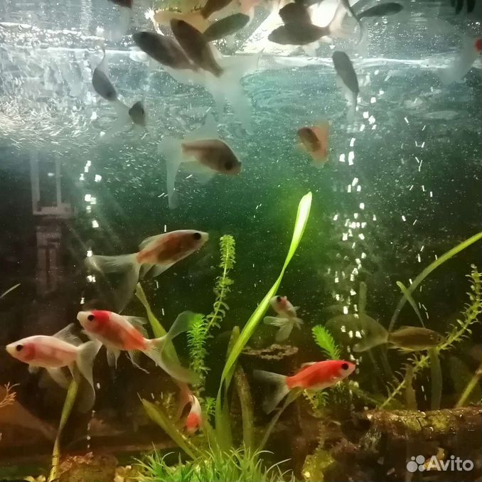 Рыбки для пруда Кометы и Карпы Кои