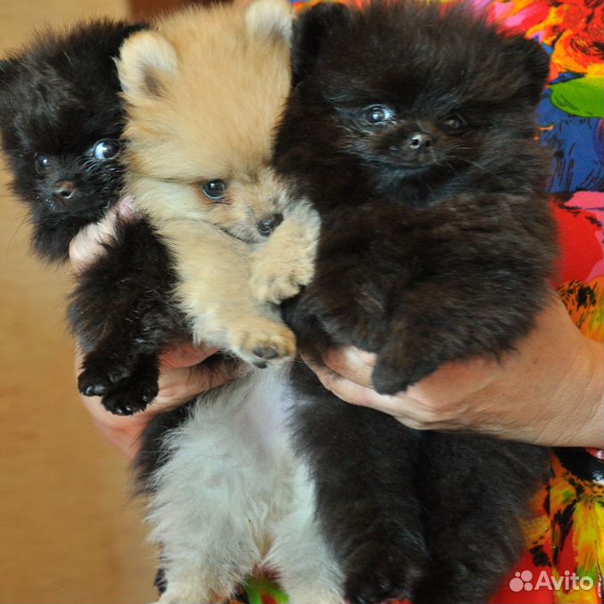 Щенки шпица, черные крем (мальчик ) оранж (дев)
