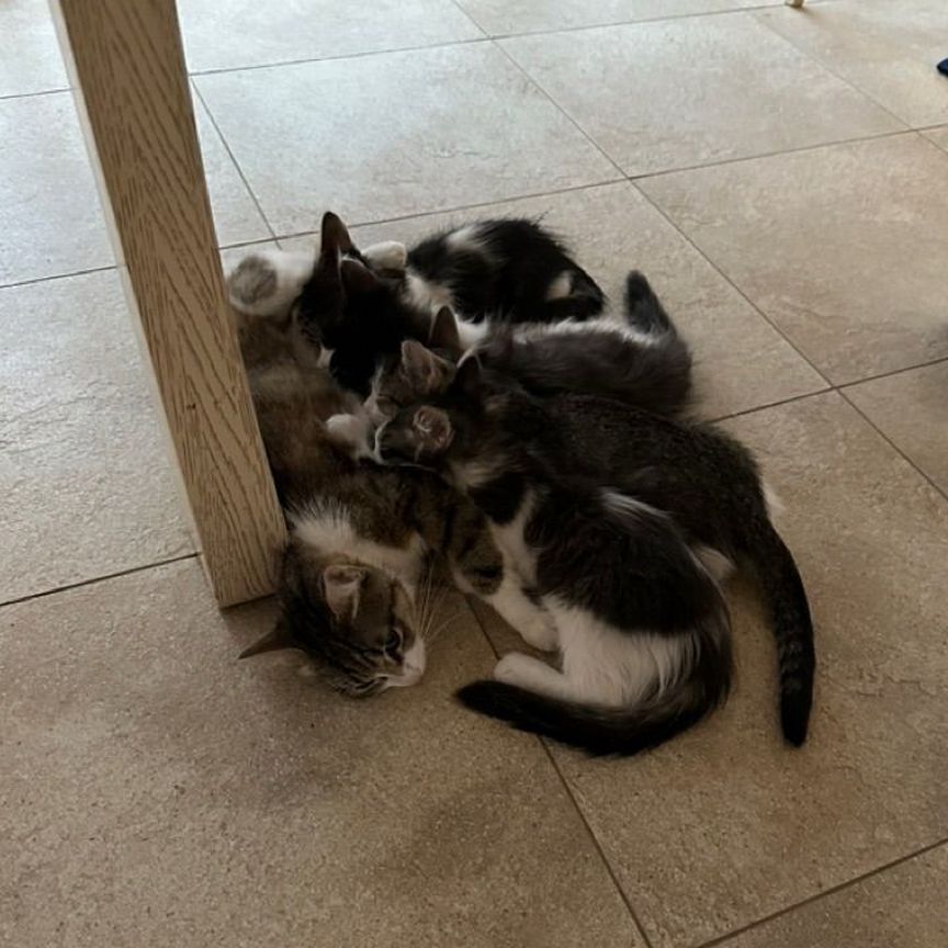 Котята мальчики, одна девочка