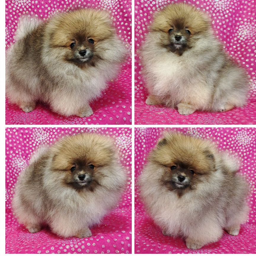 Померанский шпиц, щенок