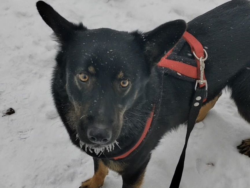 Мини овчарка в добрые руки