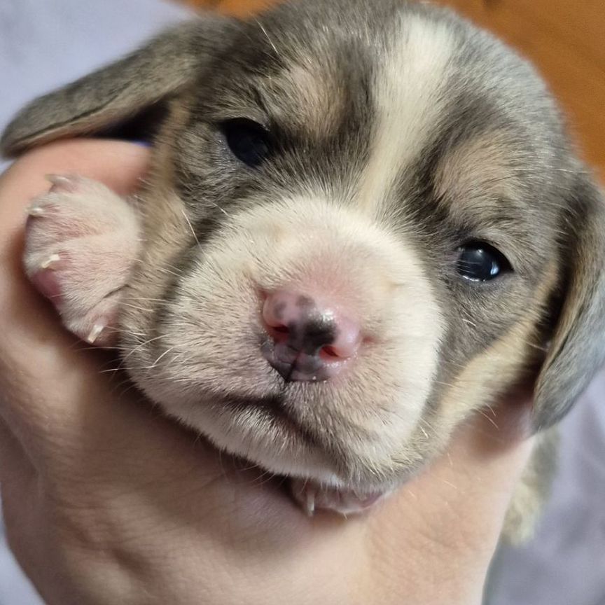 Бигль, щенок