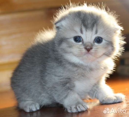 Котята золотая шиншилла