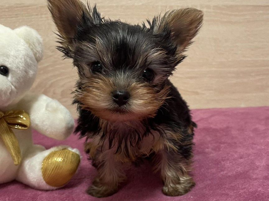 Щенки мини йорки