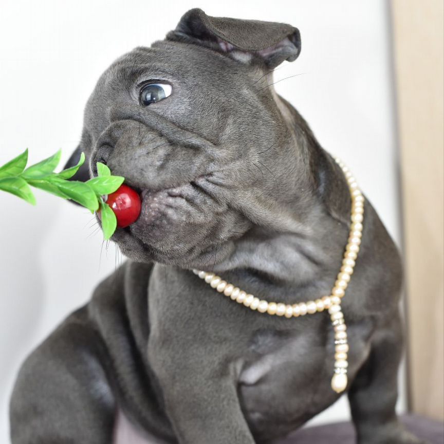 Миниатюрная малышка Тиффани