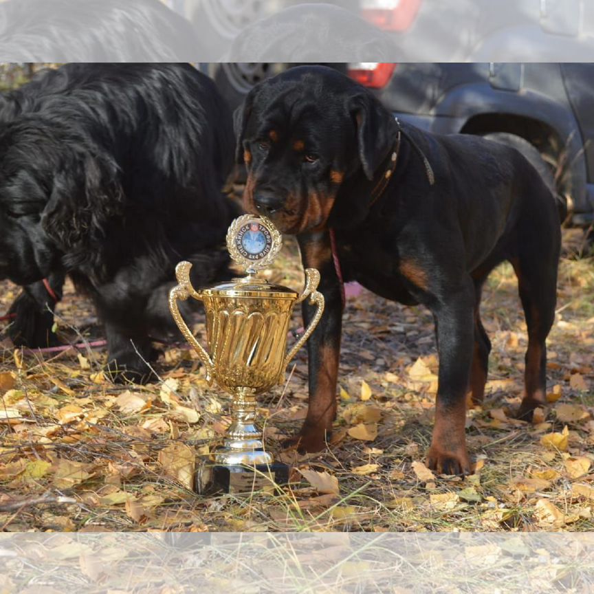 Ротвейлер, щенок