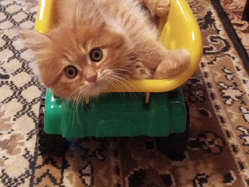 Продам персидского котенка