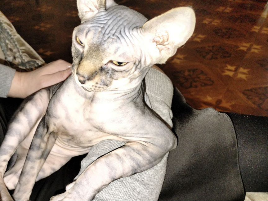 Донской сфинкс