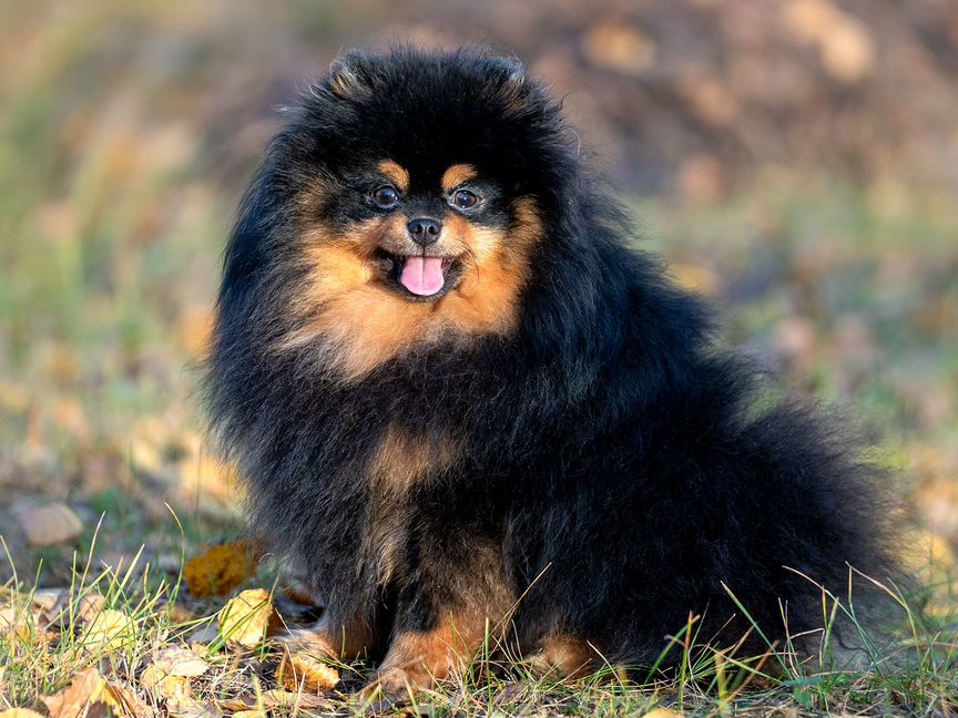 Померанский шпиц