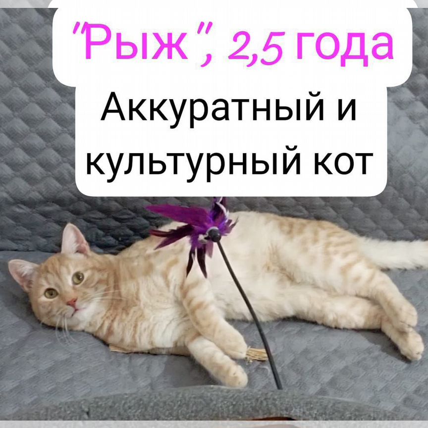 Взрослый кот в добрые руки