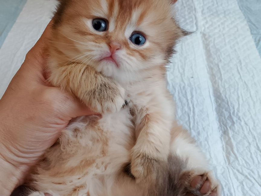 Вислоухие котята