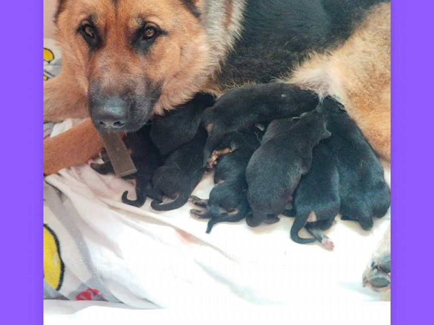 Продажа собак щенков