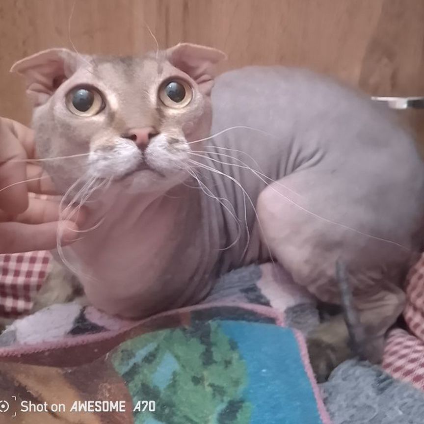 Канадский сфинкс, взрослый кот