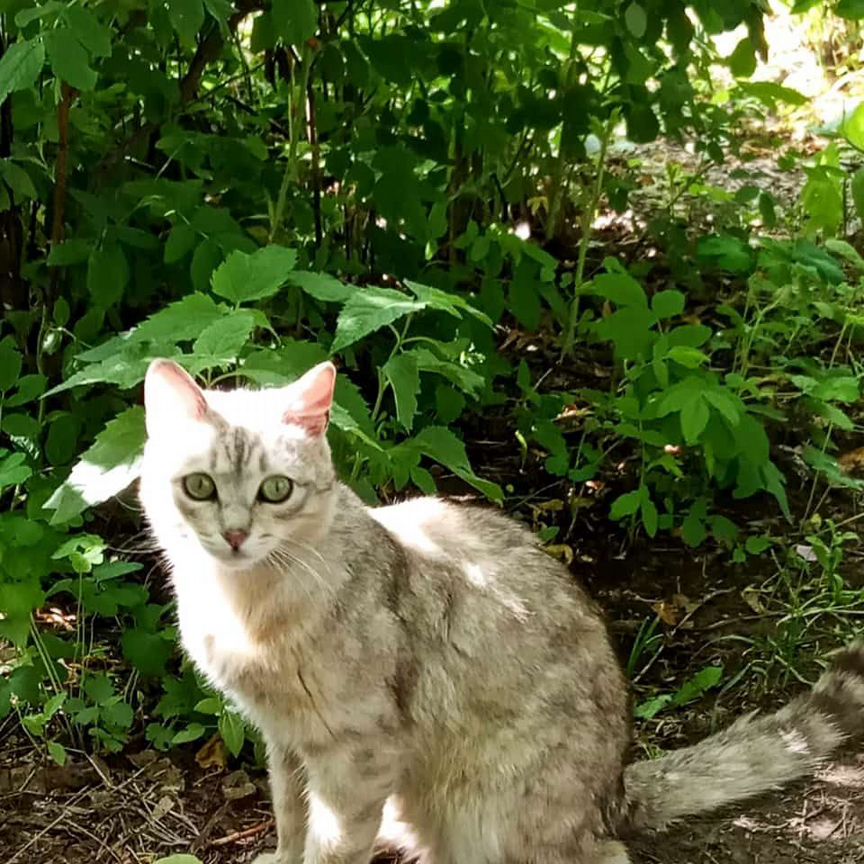 Ласковый кот под кустом