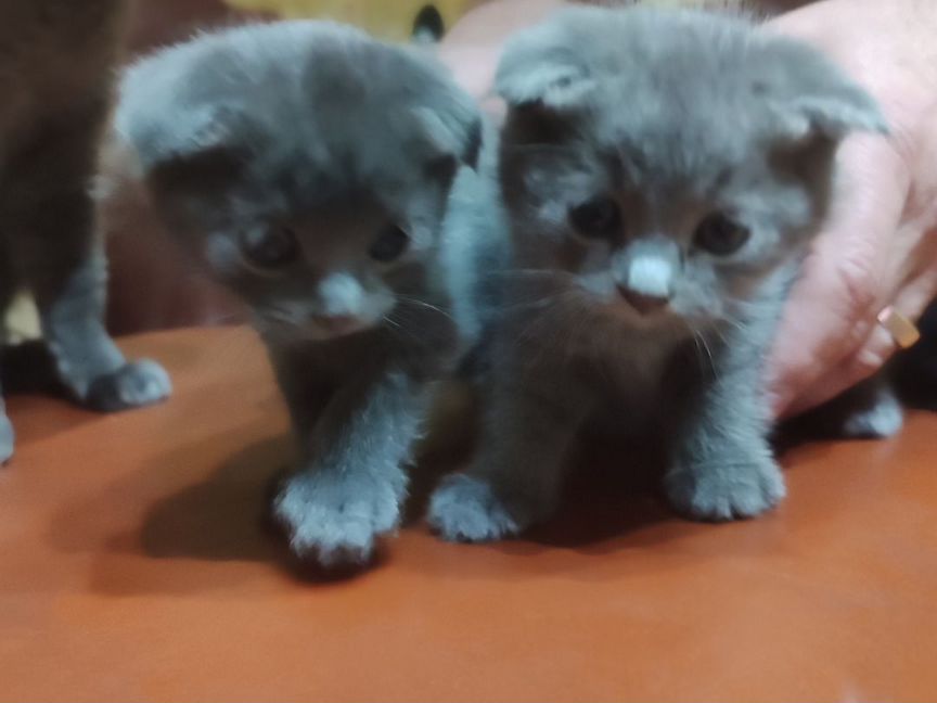Котята британские вислоухие