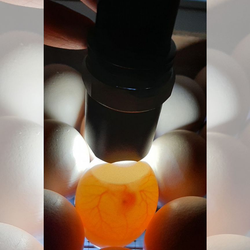 Инкубационное яйцо