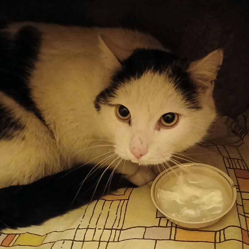 Взрослый кот в добрые руки