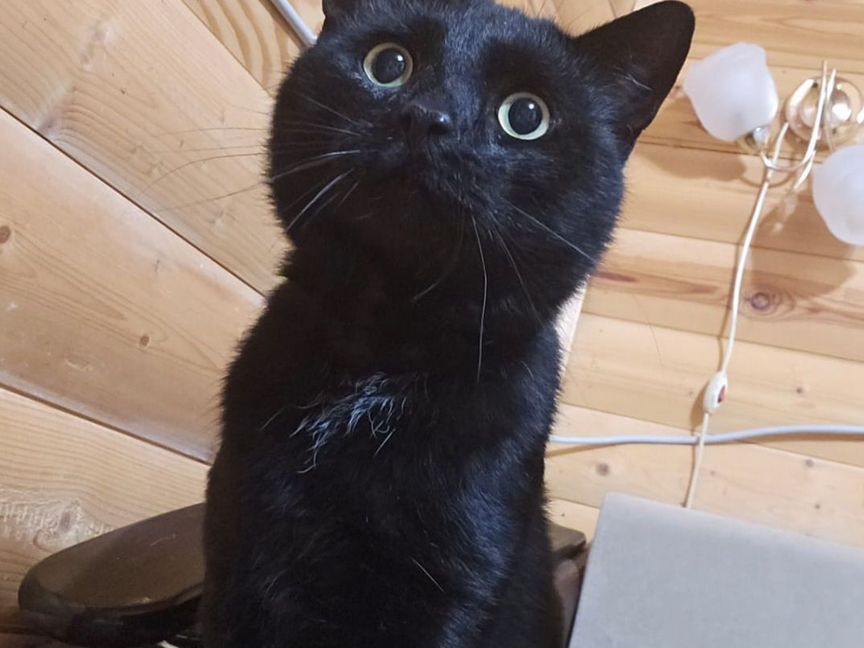 Черный кот из приюта