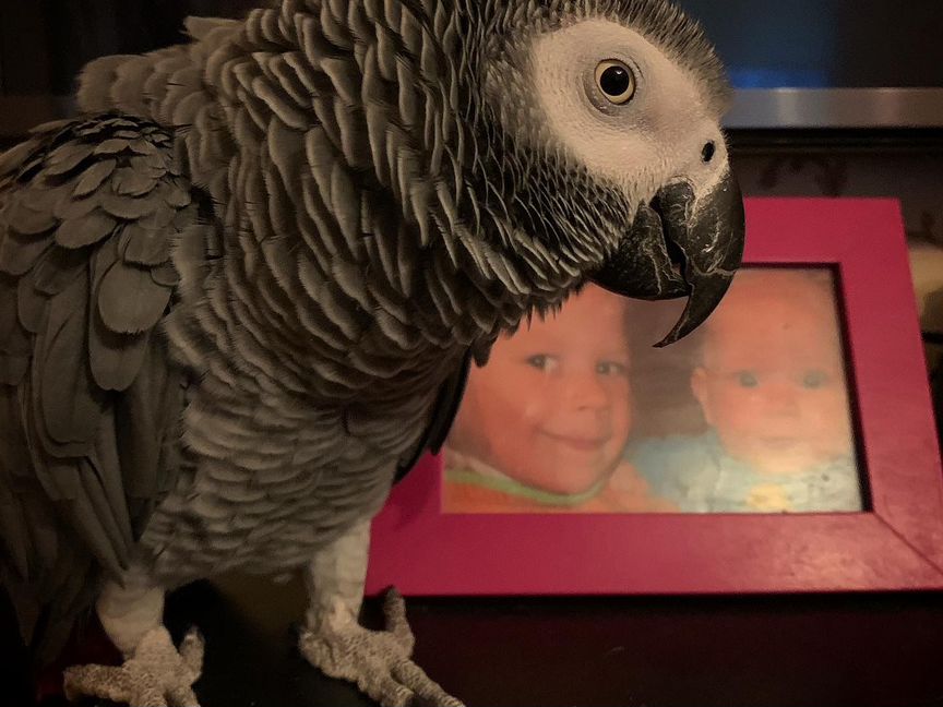 Ручной попугай с вольером