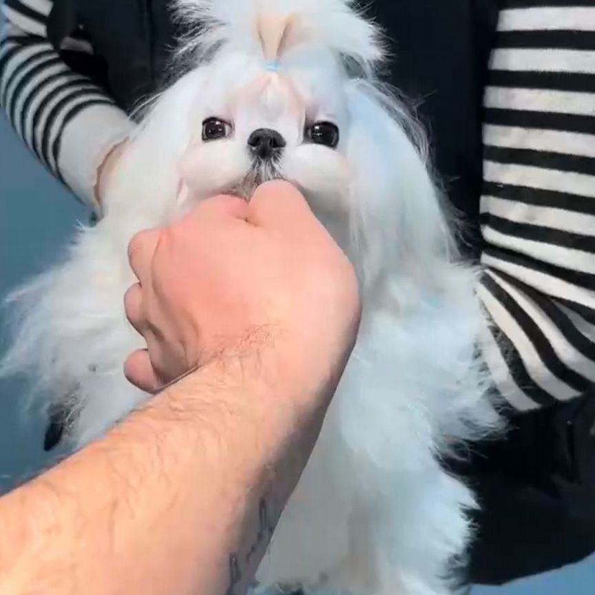 Девочка мальтезе из Китая