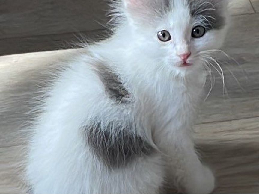 Отдам даром котика