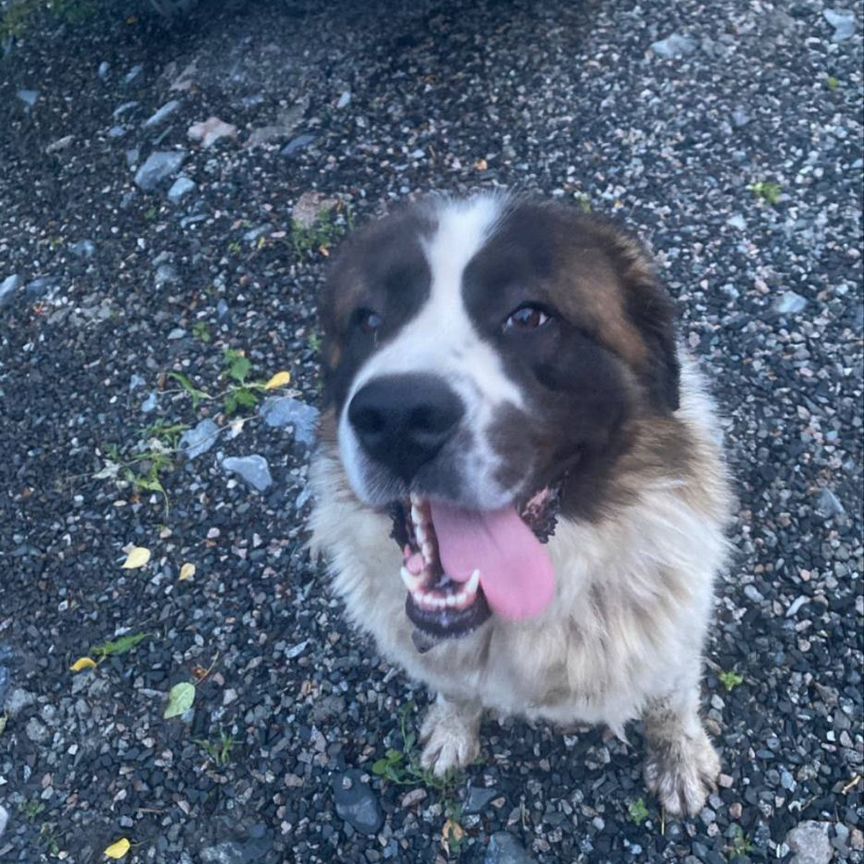 Вязка Московская Сторожевая