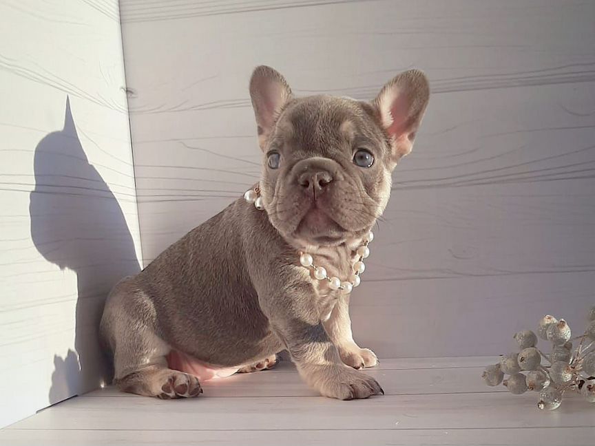 Французский бульдог щенки голубой