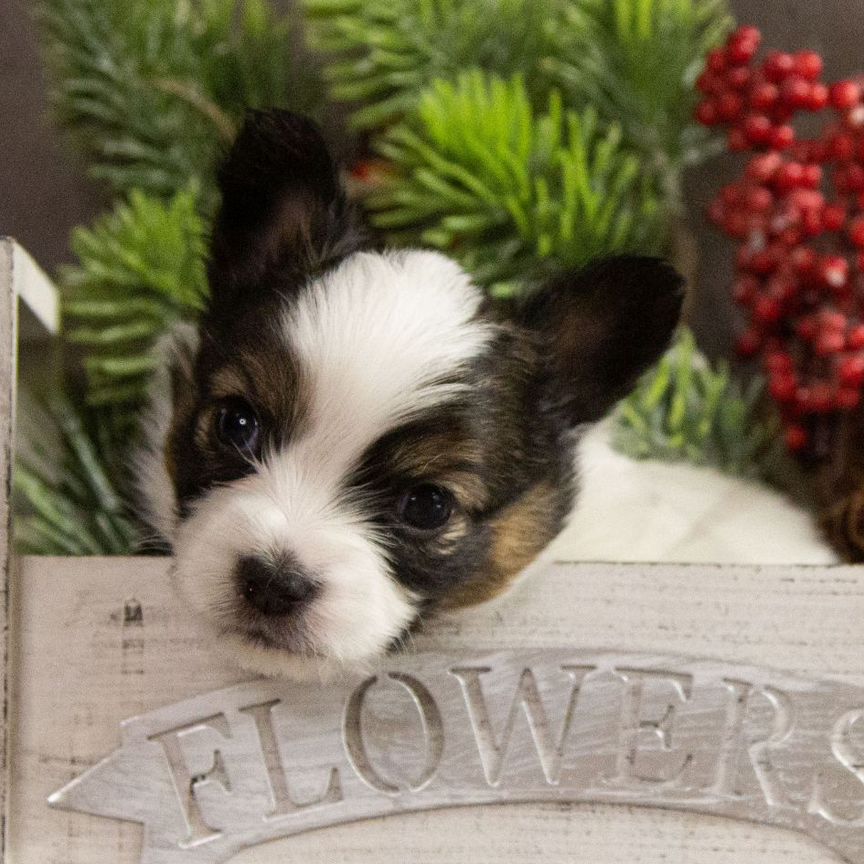 Континентальный той-спаниель папильон, щенок