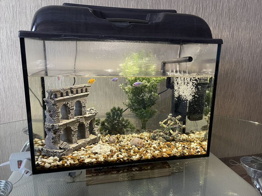 Рыбки тернеции