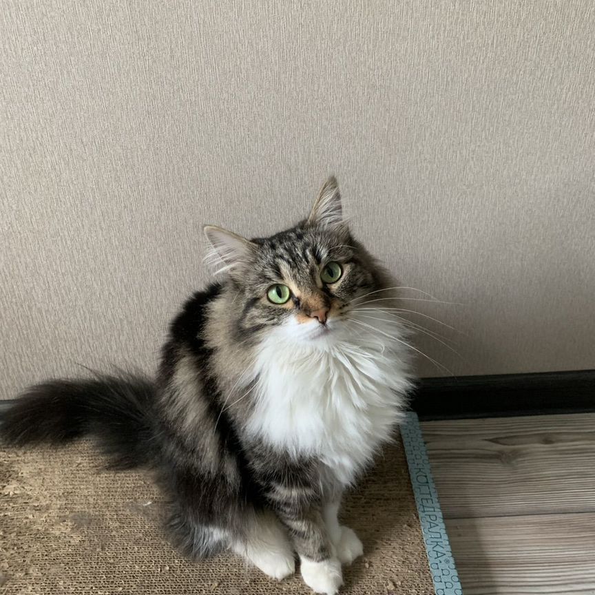 Кошка