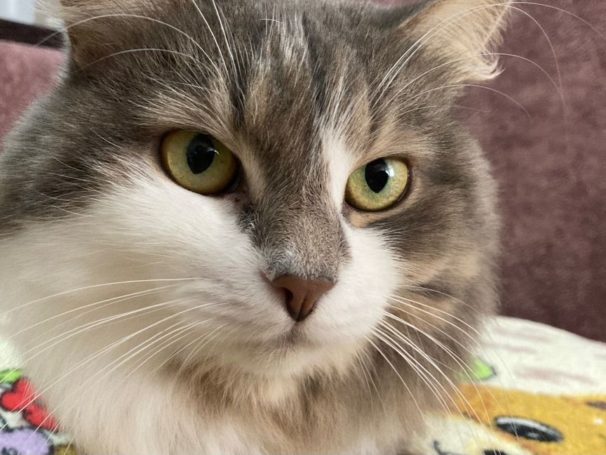 Кошка