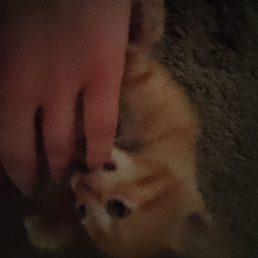 Рыжий котенок в добрые руки
