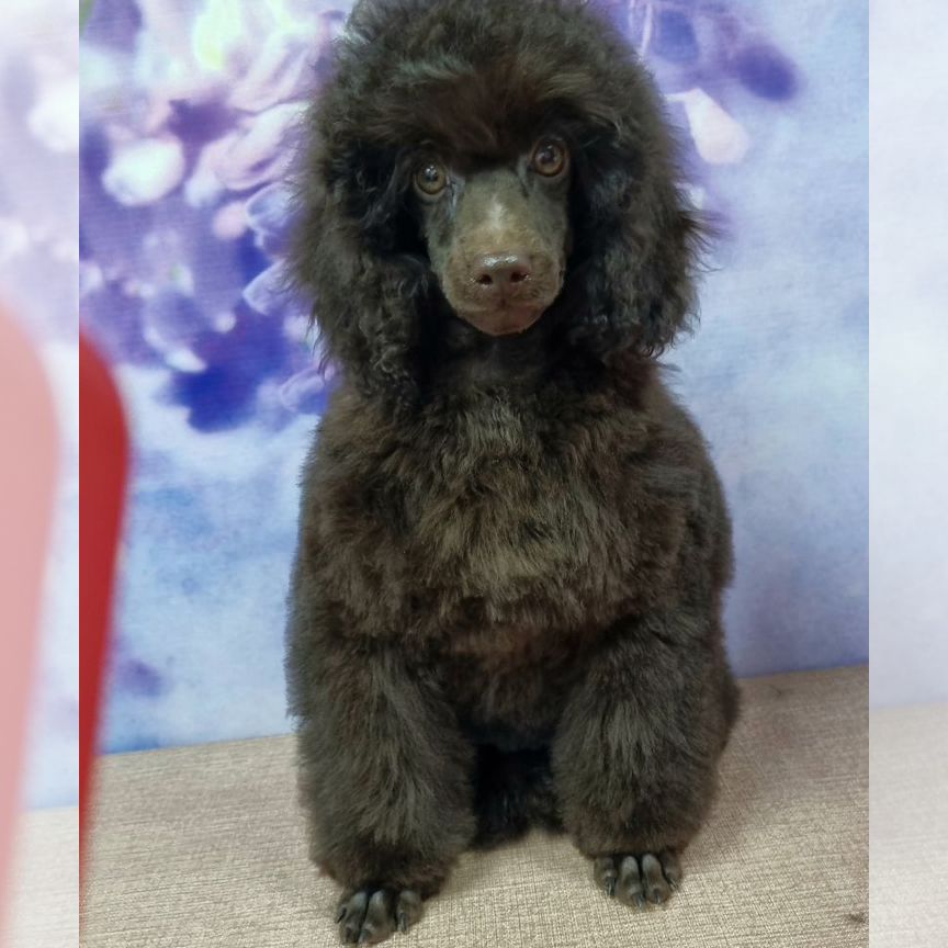 Карликовый пудель, щенок