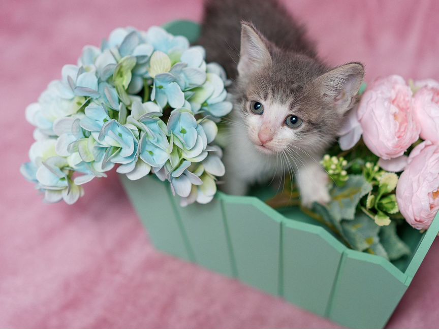 Серый ласковый котенок в добрые руки