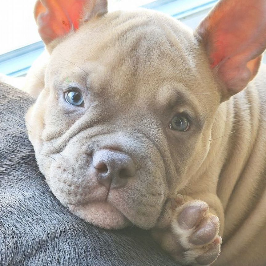 Американский булли, щенок