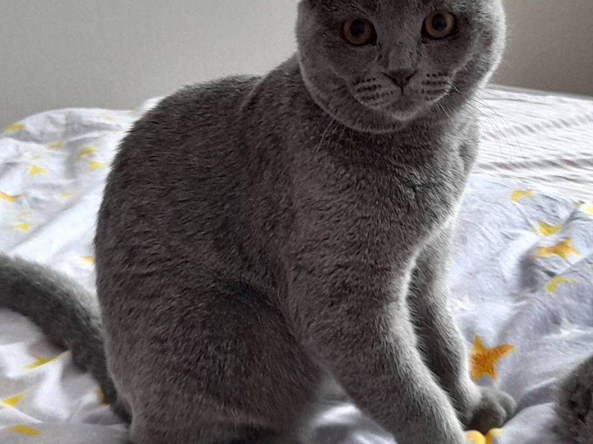 Шотландская вислоухая кошка
