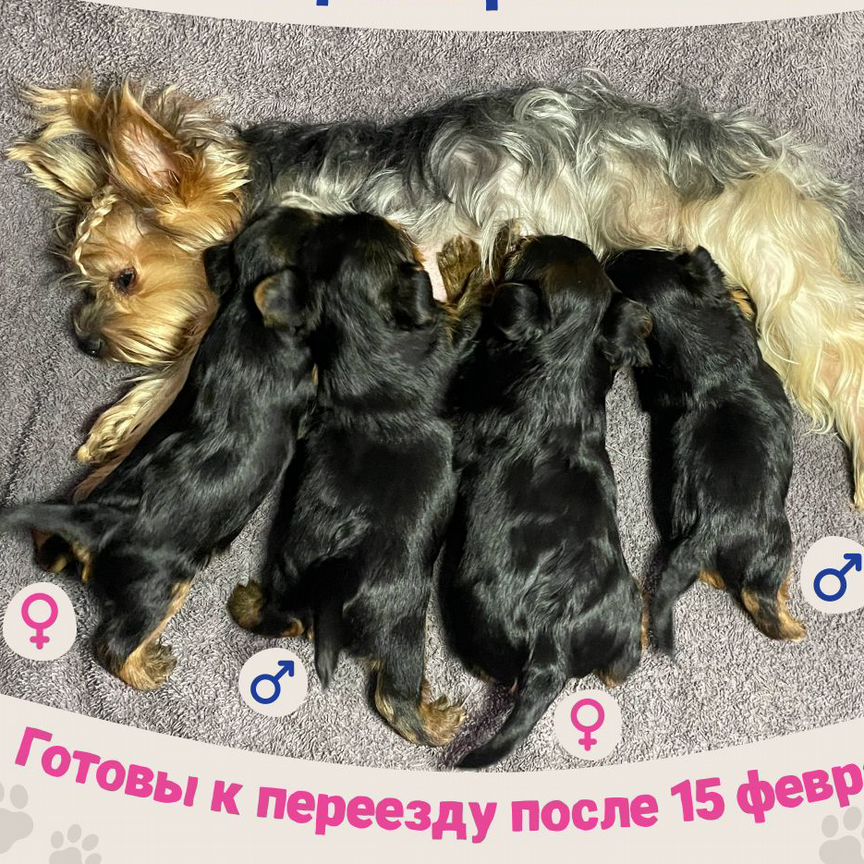 Йоркширский терьер, щенок