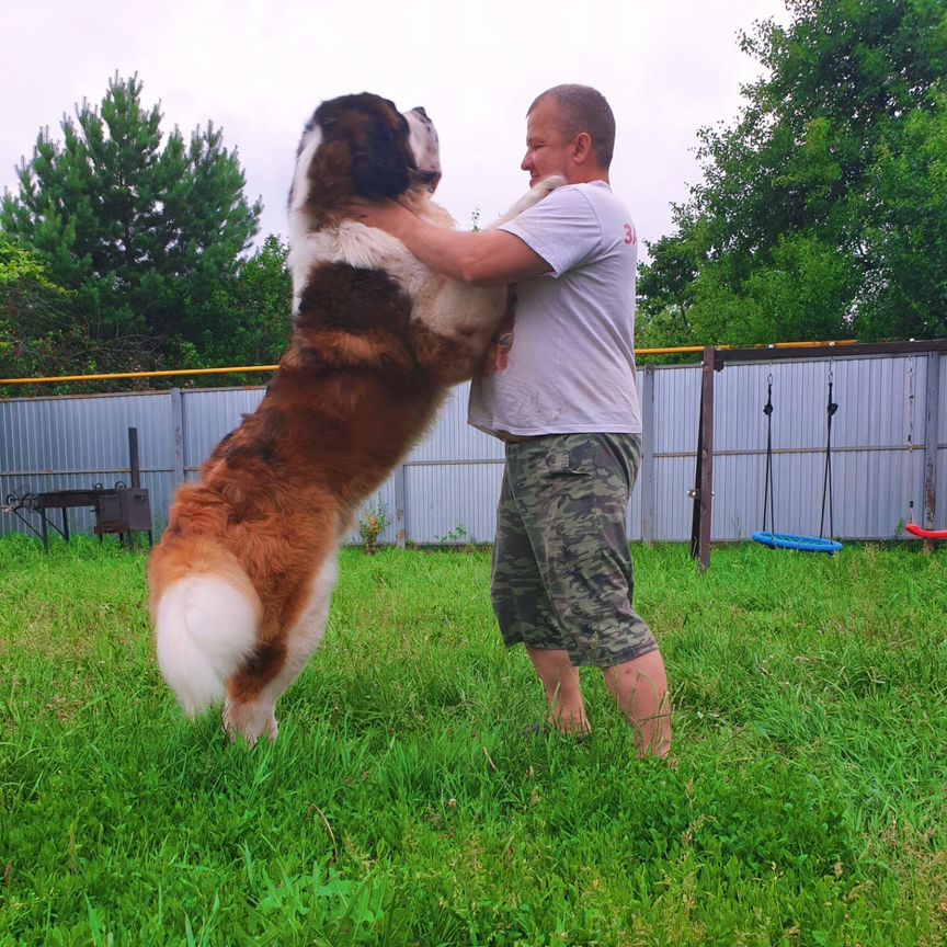 Щенки сенбернара