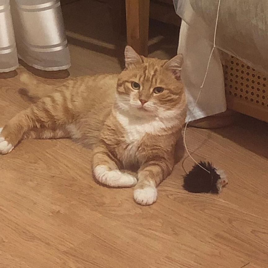 Кот Рыжик
