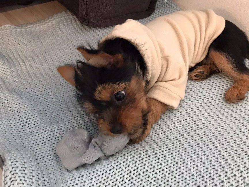 Кофта для собак