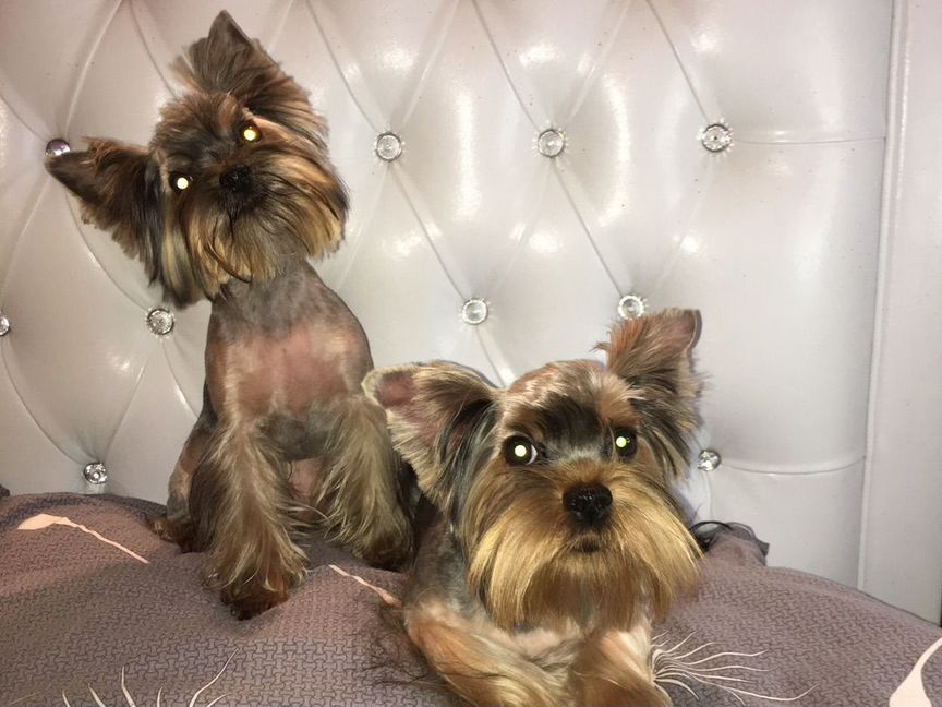 Йоркширский терьер