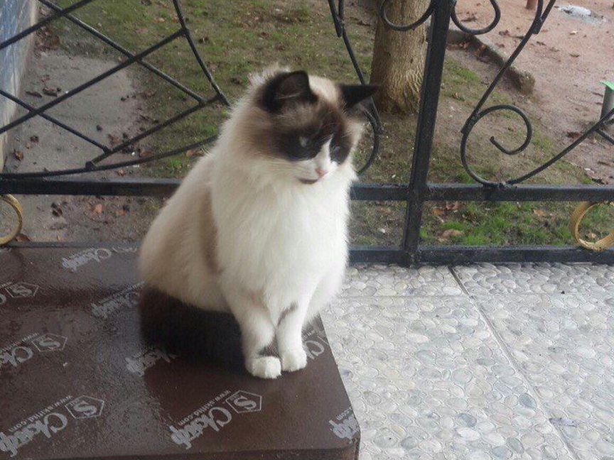 Кошка в дар