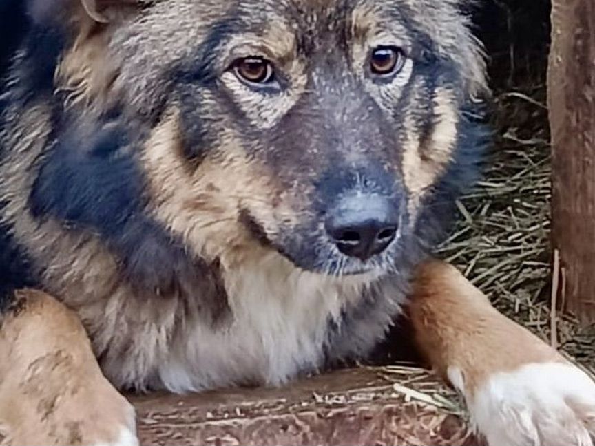 Собака в беде в добрые руки